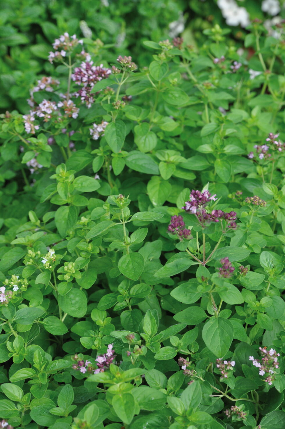Harilik pune Origanum vulgare - Tamme talu ürdiaed