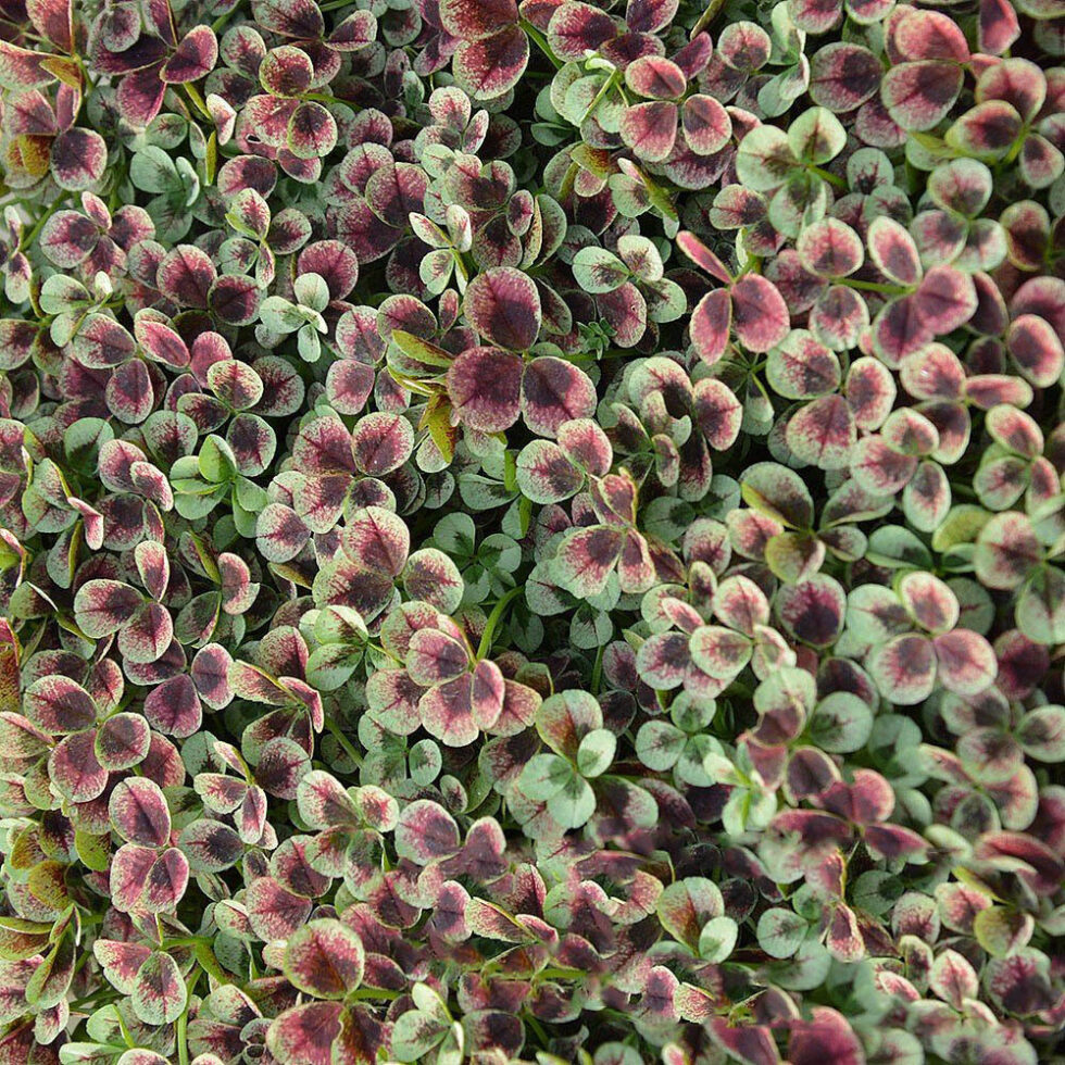 Valge ristik Angel Clover "Chocolate" - Tamme talu ürdiaed