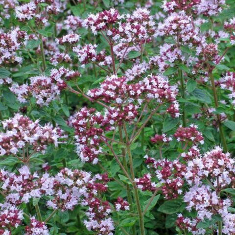 Harilik pune Origanum vulgare "Super Spice" - Tamme talu ürdiaed